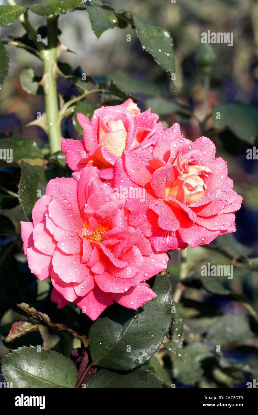 Rose (Marlene Jobert). Floribunda Rose.Small clump of flowers in the ...