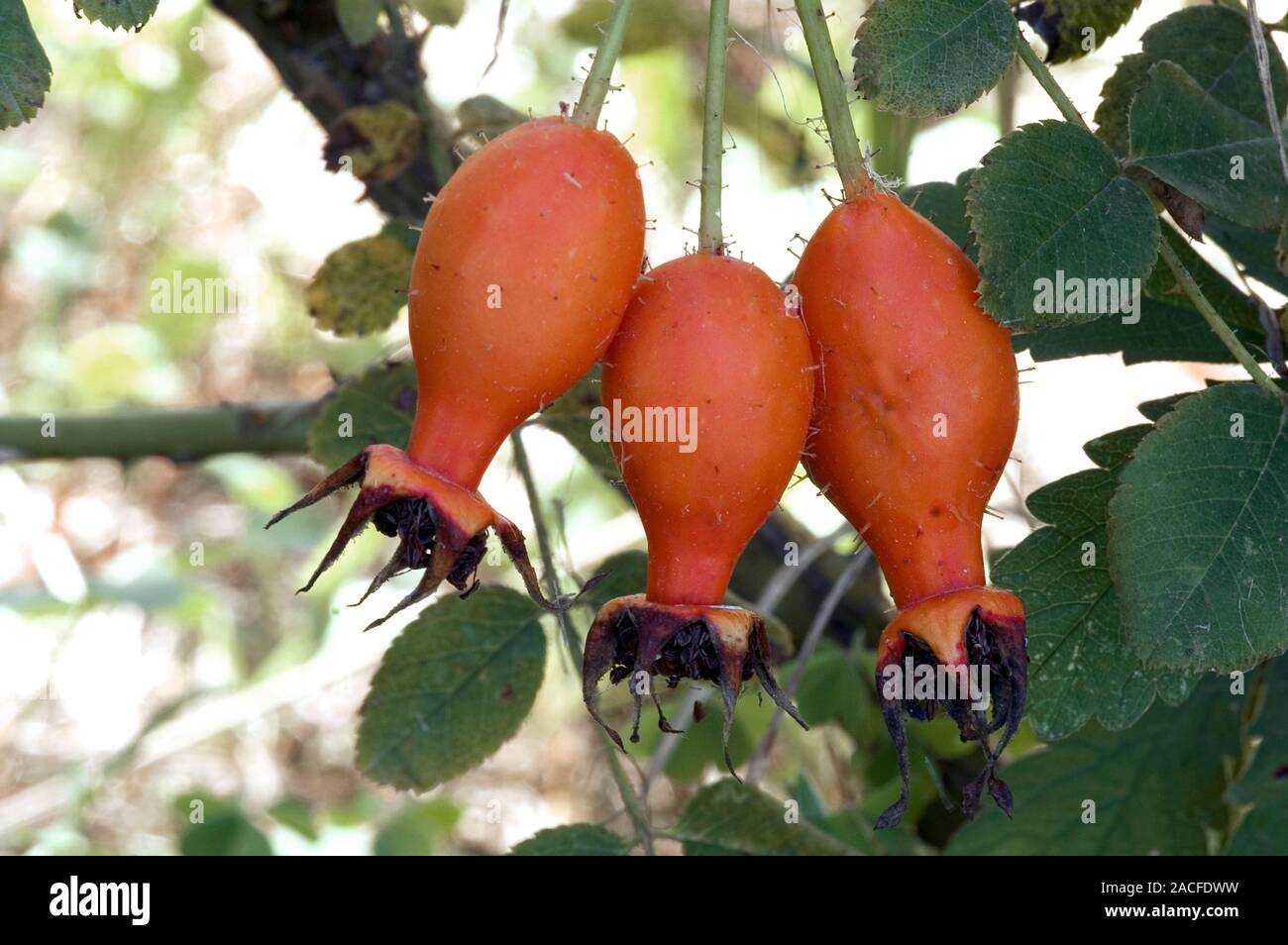 Rose (Rosa moyesii) A species rose, var. Geranium. Fruits & leaves ...