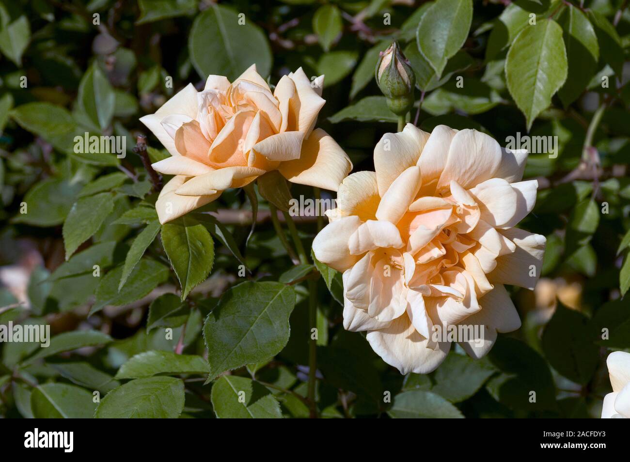Rose (Word Welcome) Floribunda Rose. Two flowers with buds Stock Photo ...