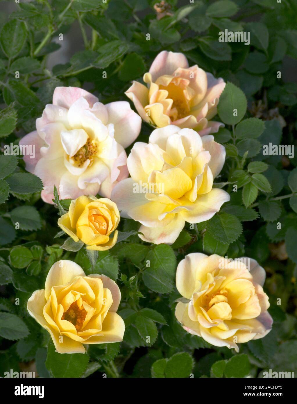 Rose (Zephirine Drouhin) Climbing Bourbon Rose by Bizot.Intro. 1868 ...