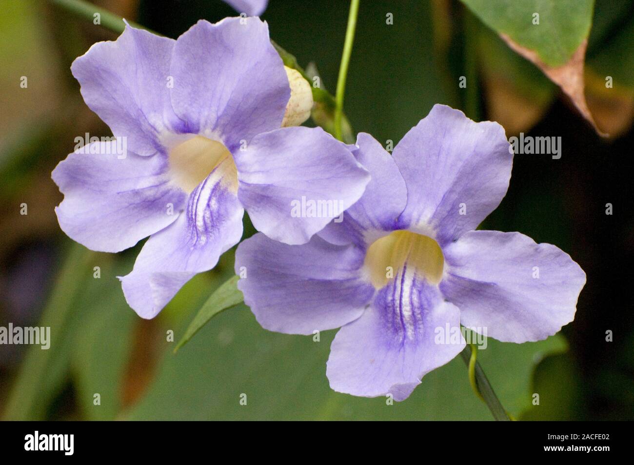 Blue trumpet vine (Thunbergia grandiflora) flowers Stock Photo - Alamy