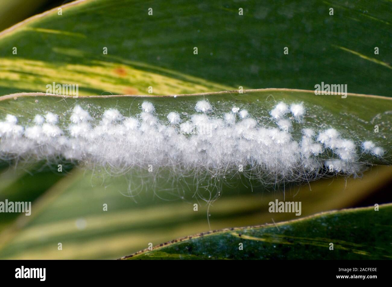 Scales insects (superfamily Coccoidea) on a leaf. Scale insects are ...