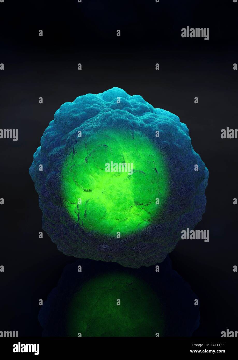 Stem cell with a glowing nucleus, computer artwork. A stem cell is an ...