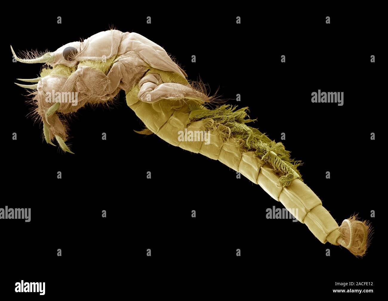 Alderfly larva. Coloured scanning electron micrograph (SEM) of an ...