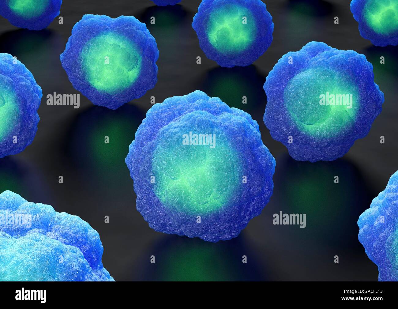 Stem cells with glowing nuclei, computer artwork. Stem cells are ...
