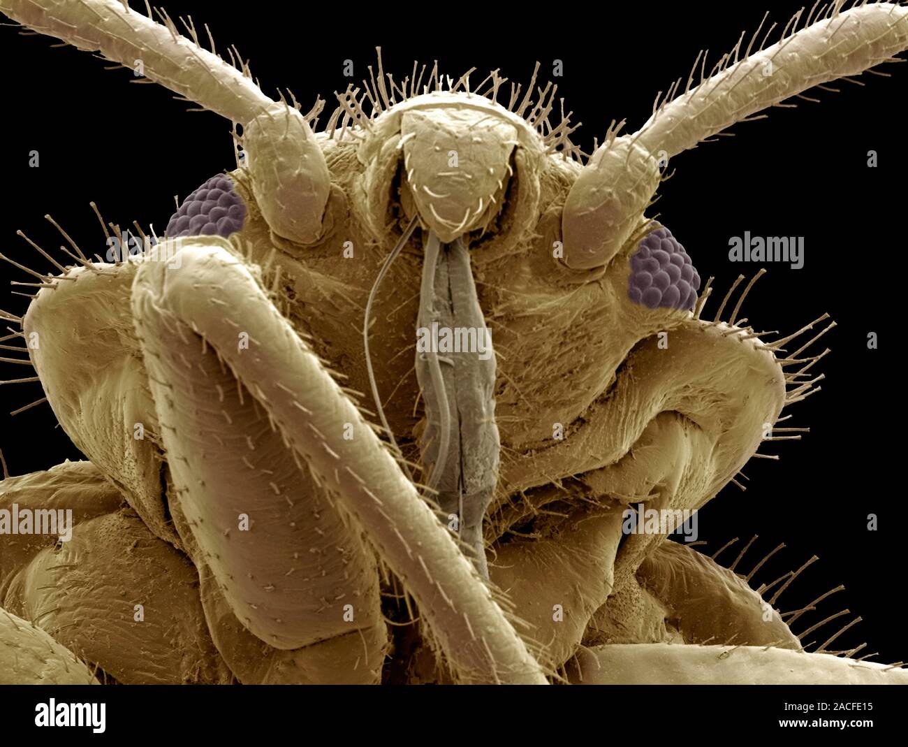 Bedbug head. Coloured scanning electron micrograph (SEM) of the head of ...