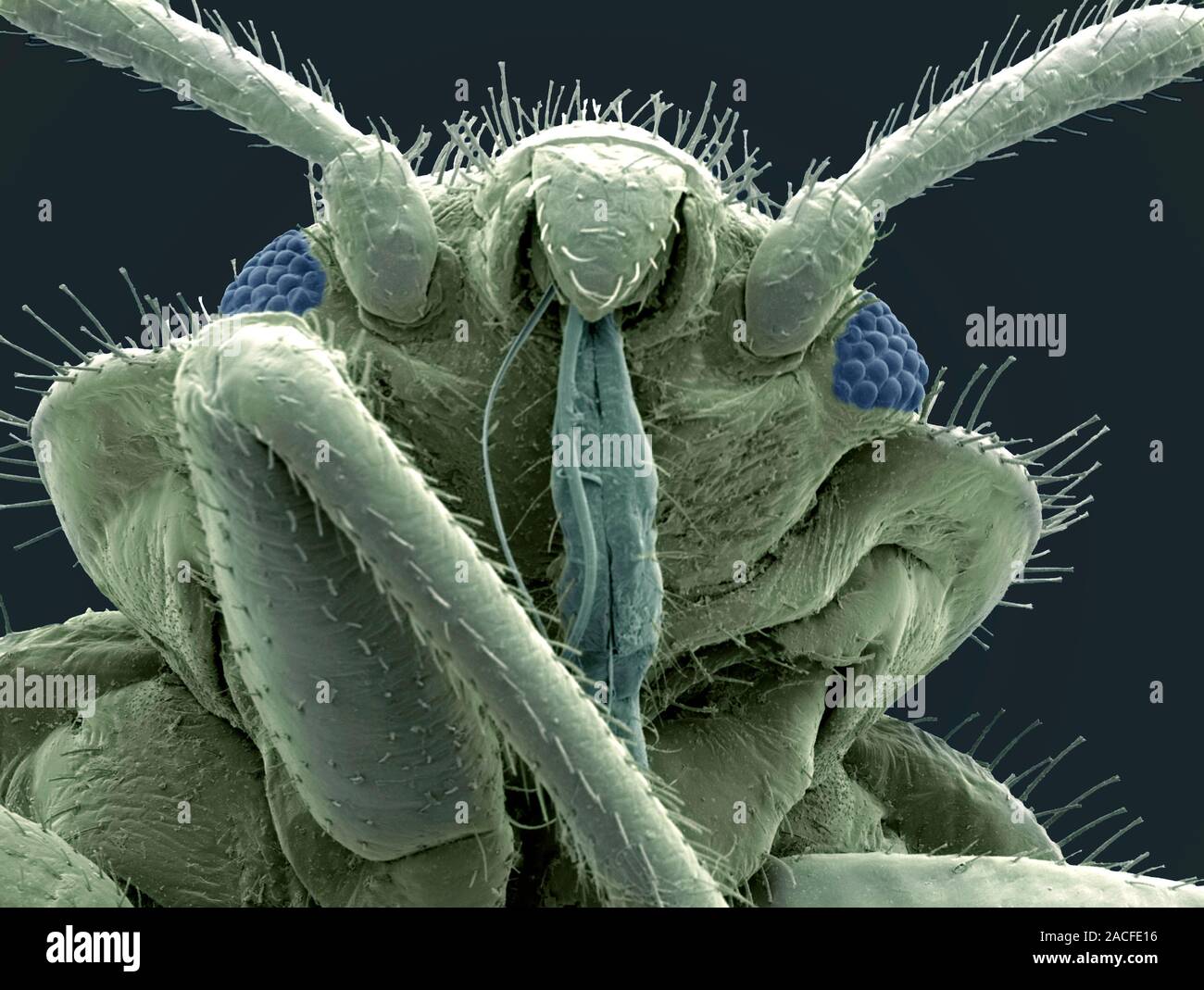 Bedbug head. Coloured scanning electron micrograph (SEM) of the head of ...