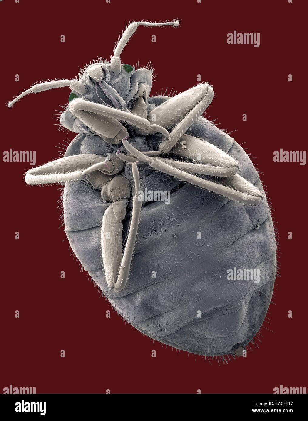 Bedbug. Coloured scanning electron micrograph (SEM) of the underside of ...