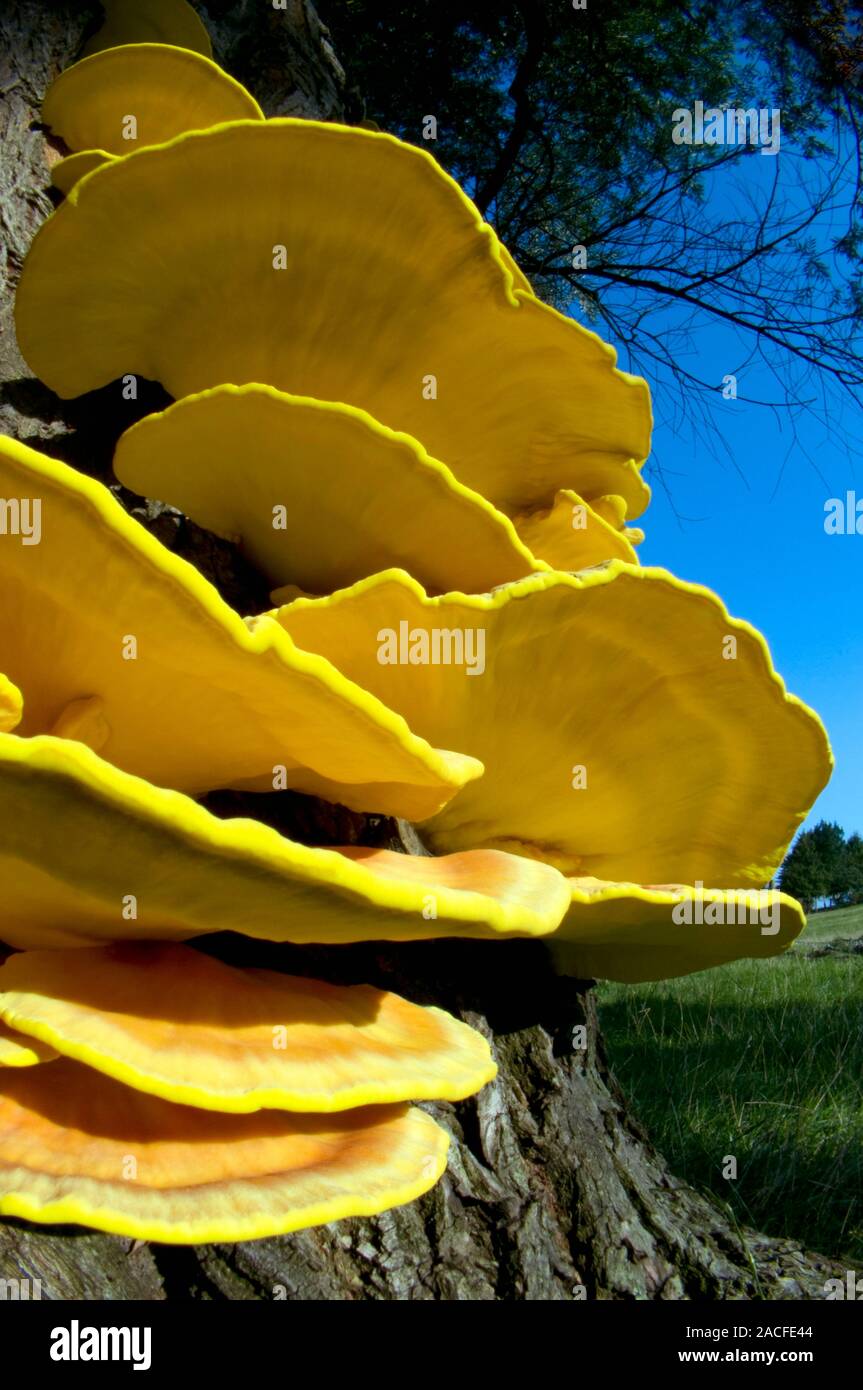 Bracket fungus (Fomes sp.) growing on a willow tree (Salix sp Stock ...