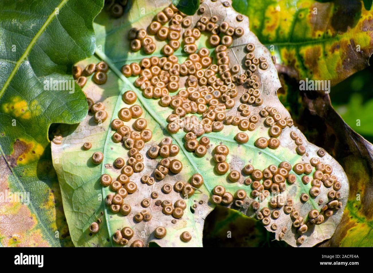 Silk button spangle galls on an oak leaf (Quercus sp.). These ...