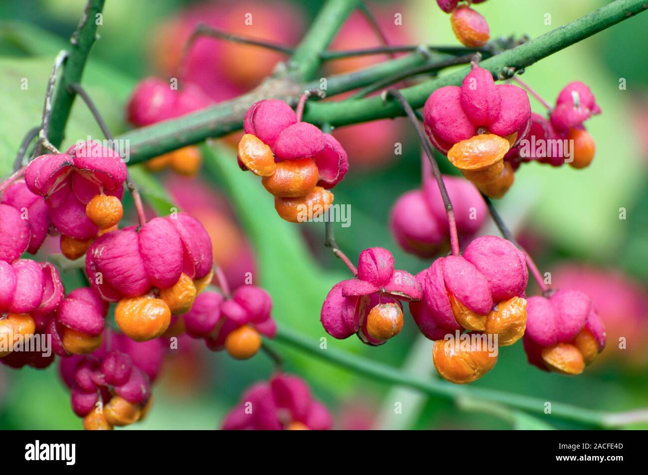 Spindle berries (Euonymus sp.). This fruit is poisonous. The orange ...