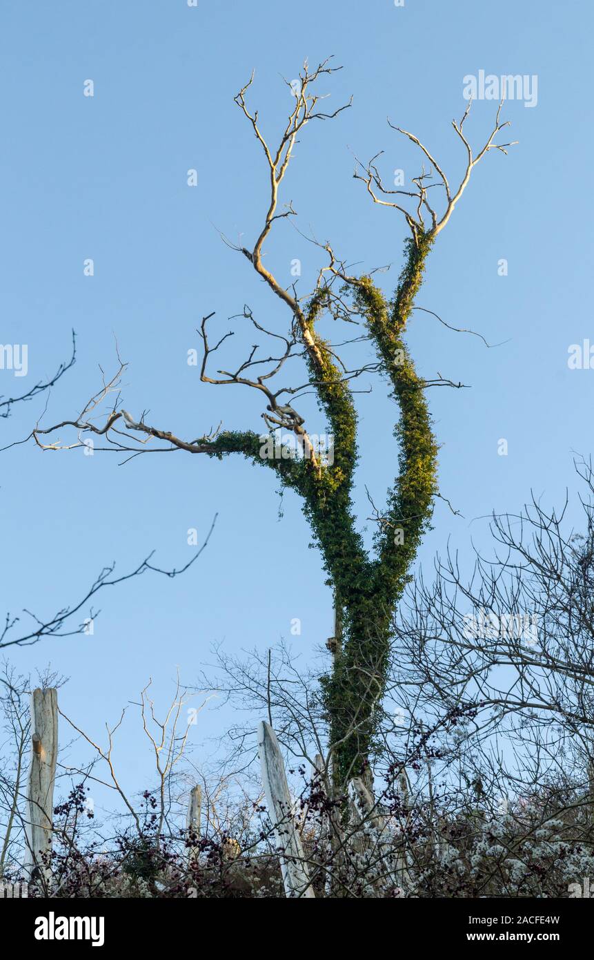 Dead creeper plant hi-res stock photography and images - Alamy