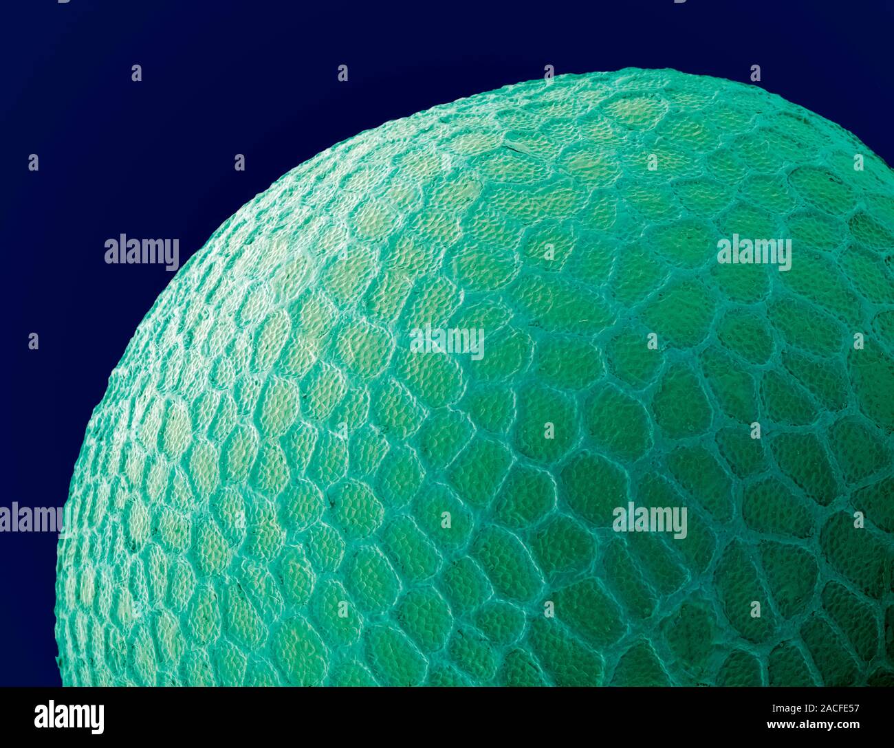 Black mustard seed. Coloured scanning electron micrograph (SEM) of a ...
