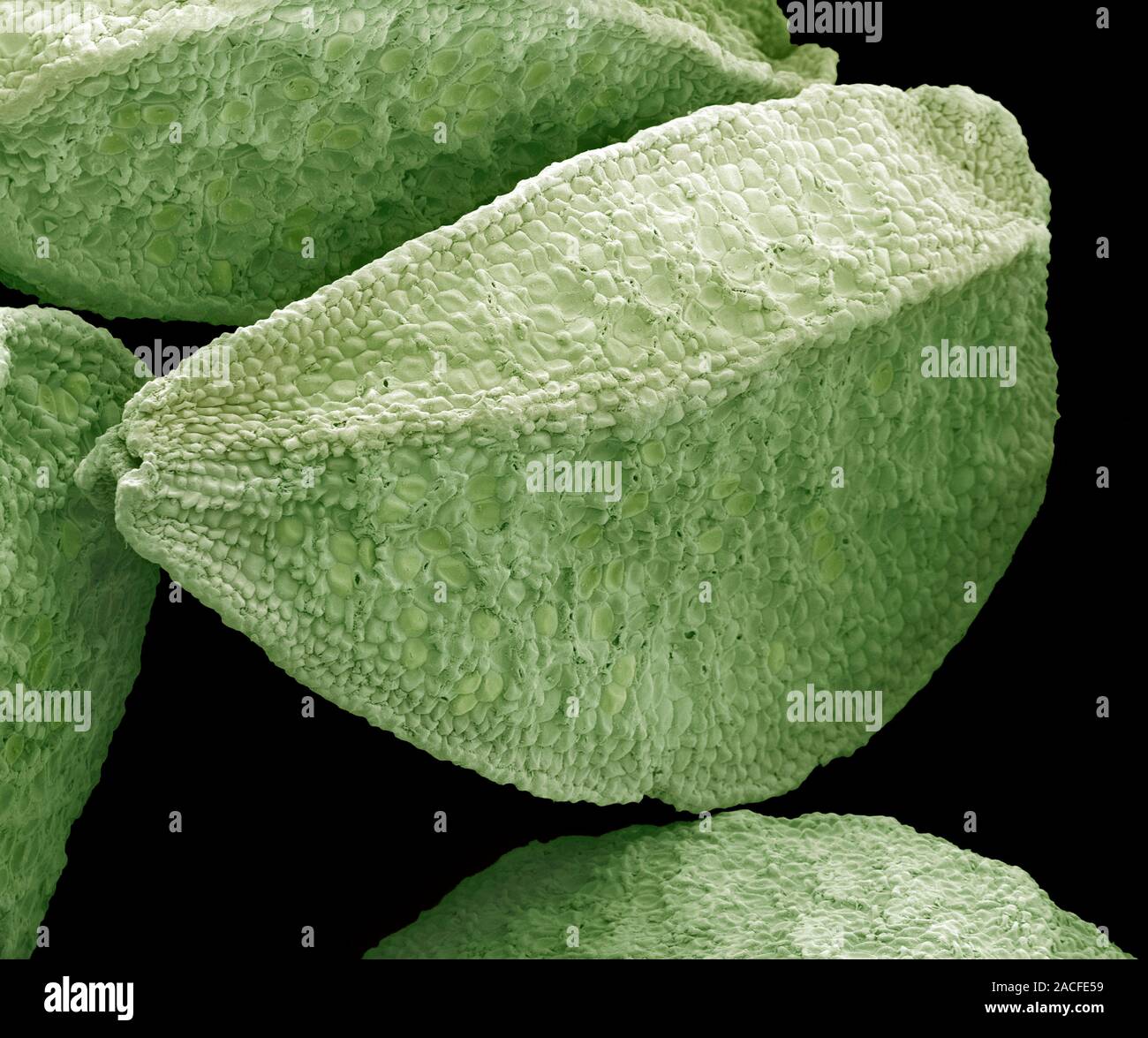 Nigella seeds, coloured scanning electron micrograph (SEM). Nigella ...