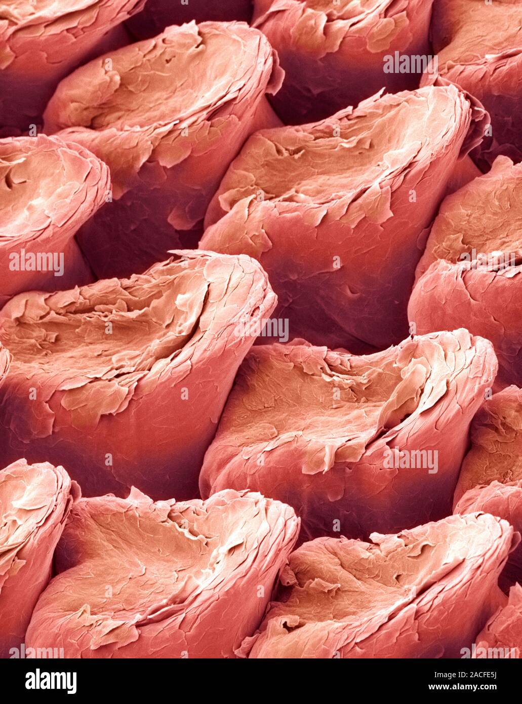 Cat's tongue. Coloured scanning electron micrograph (SEM) of the ...