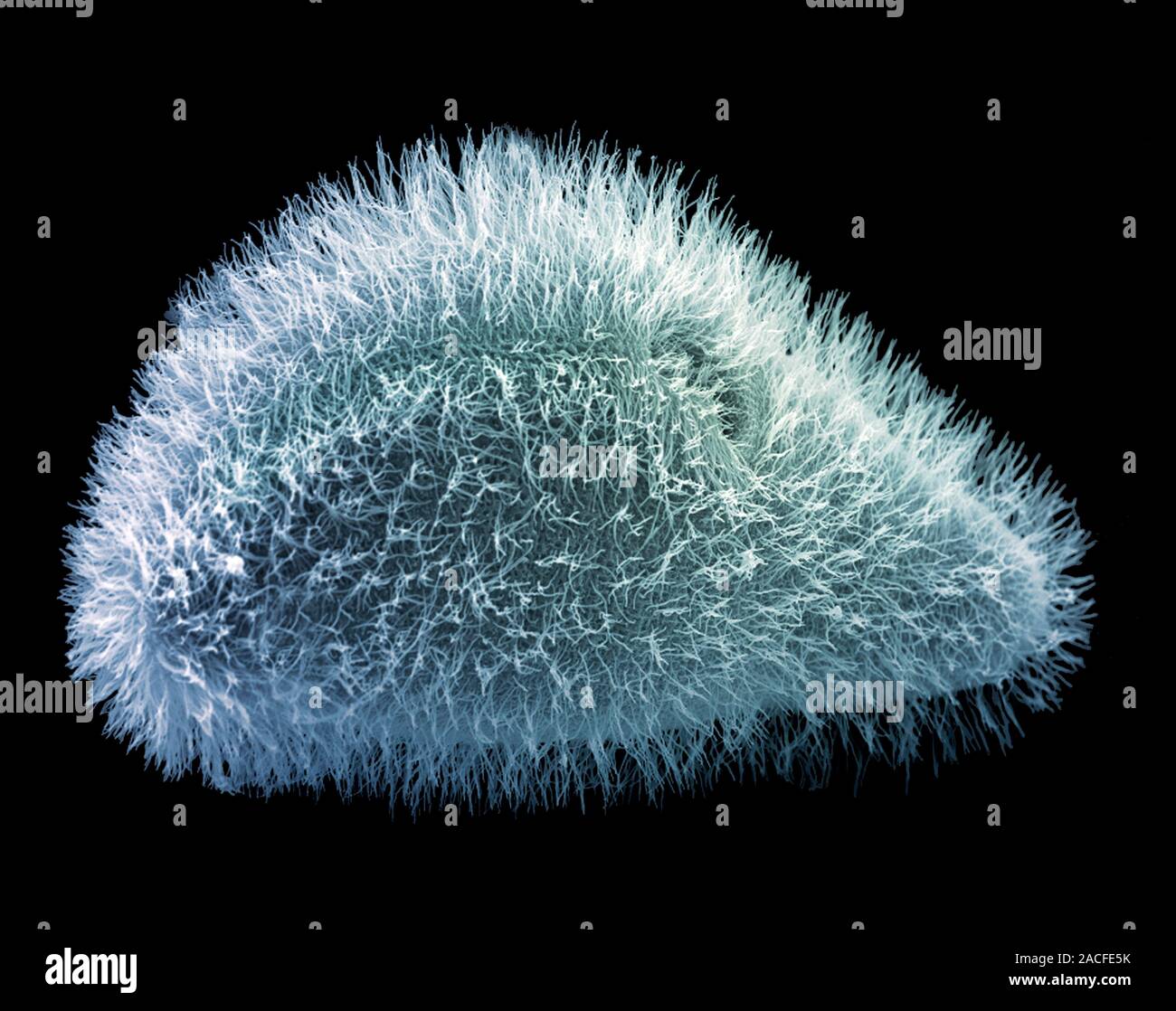 Paramecium protozoan. Coloured scanning electron micrograph (SEM) of a ...