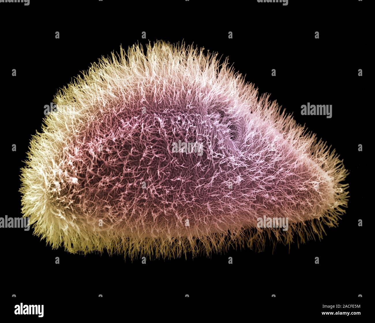 Paramecium protozoan. Coloured scanning electron micrograph (SEM) of a ...