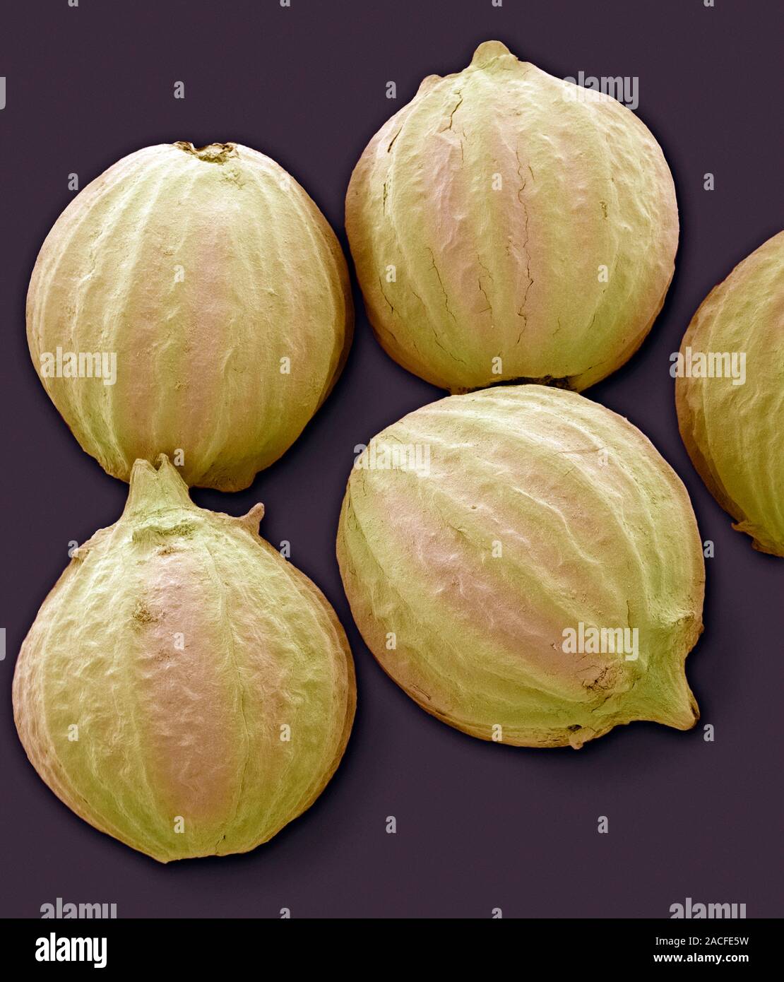 Coriander fruits. Coloured scanning electron micrograph (SEM) of ...