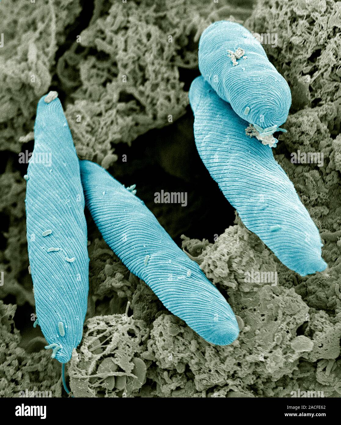 Euglena flagellate protozoans. Scanning electron micrograph (SEM) of ...