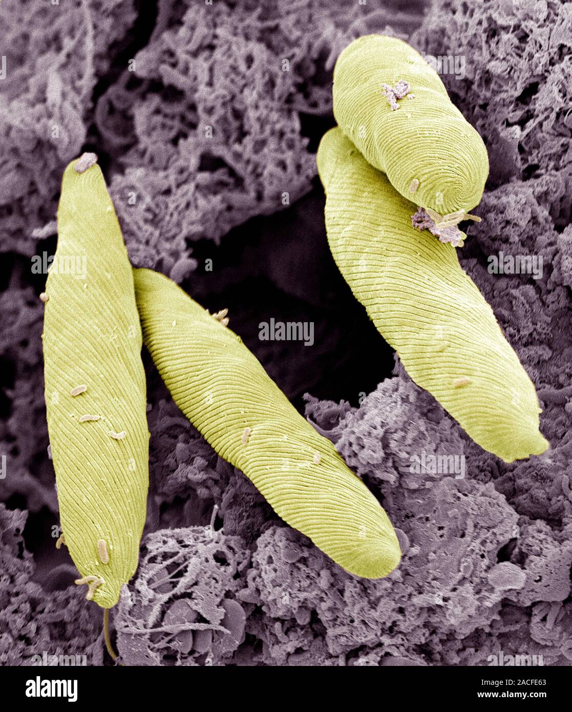 Euglena flagellate protozoans. Scanning electron micrograph (SEM) of ...