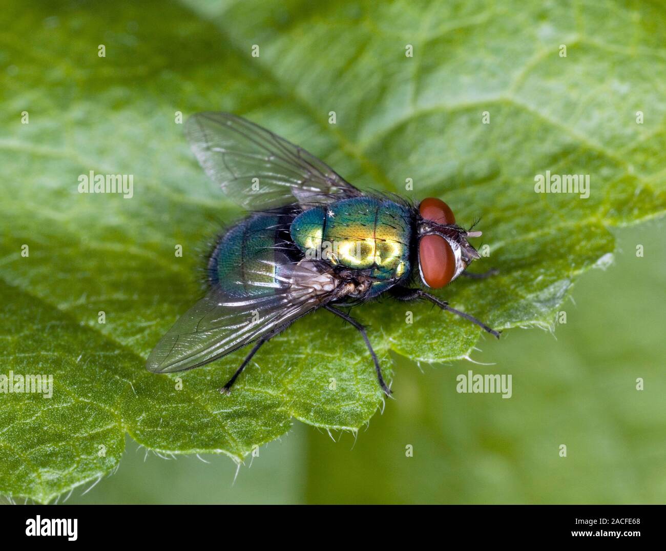 Greenbottle fly (Lucilia caesar) on a leaf. Photographed in the UK ...