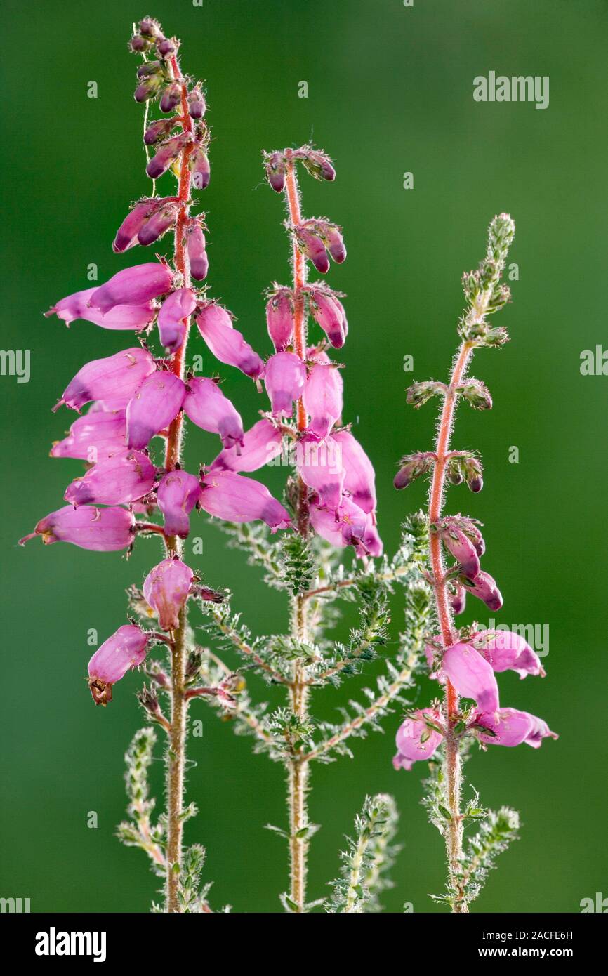 Dorset heath (Erica ciliaris) flowers. This is a very rare plant in UK ...