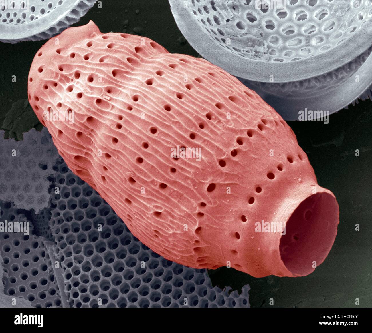 Radiolarian. Coloured scanning electron micrograph (SEM) of the shell of a radiolarian ...