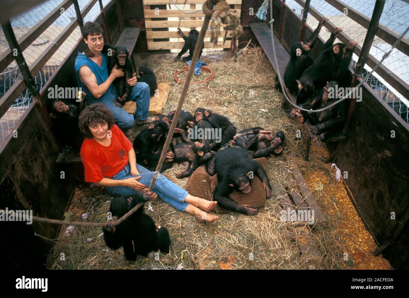 Chimpanzee reintroduction. Truck carrying chimpanzees from the HELP ...