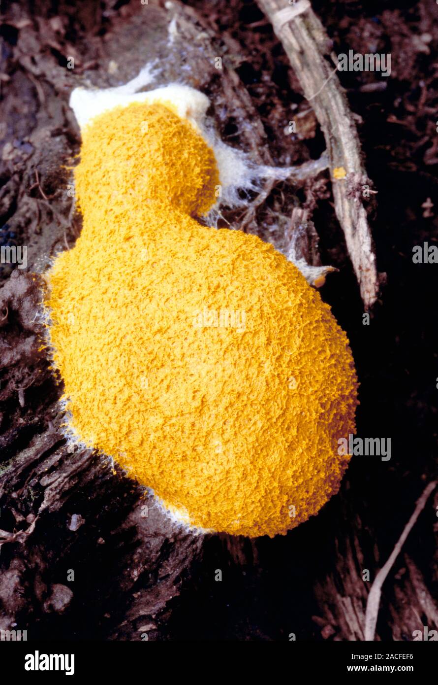 Dog vomit slime mould (Fuligo septica) growing on a fallen tree ...