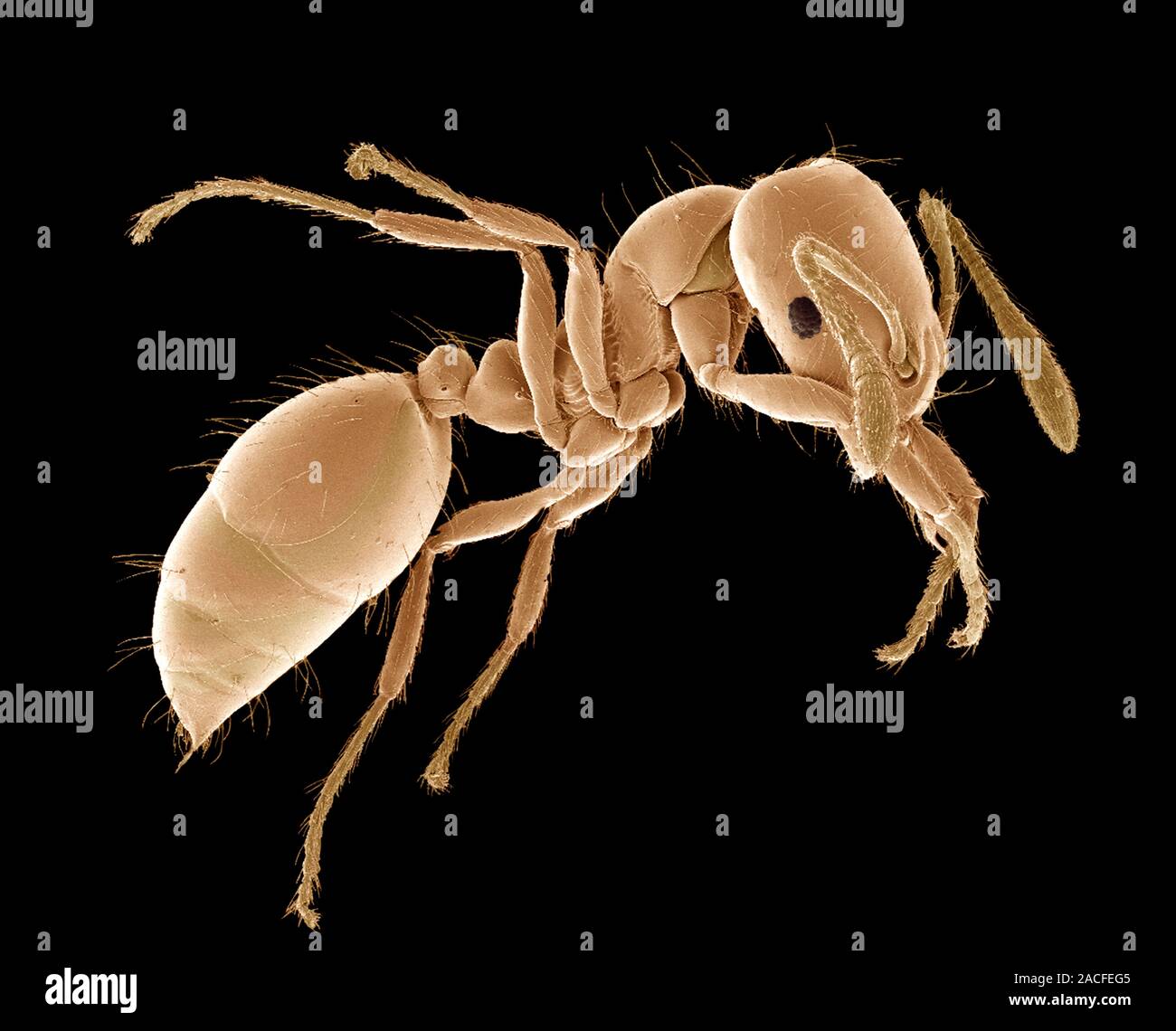 Ant (family Formicidae), coloured scanning electron micrograph (SEM ...