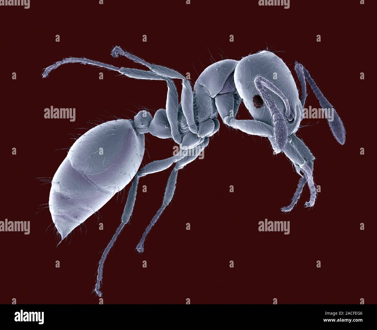 Ant (family Formicidae), coloured scanning electron micrograph (SEM ...
