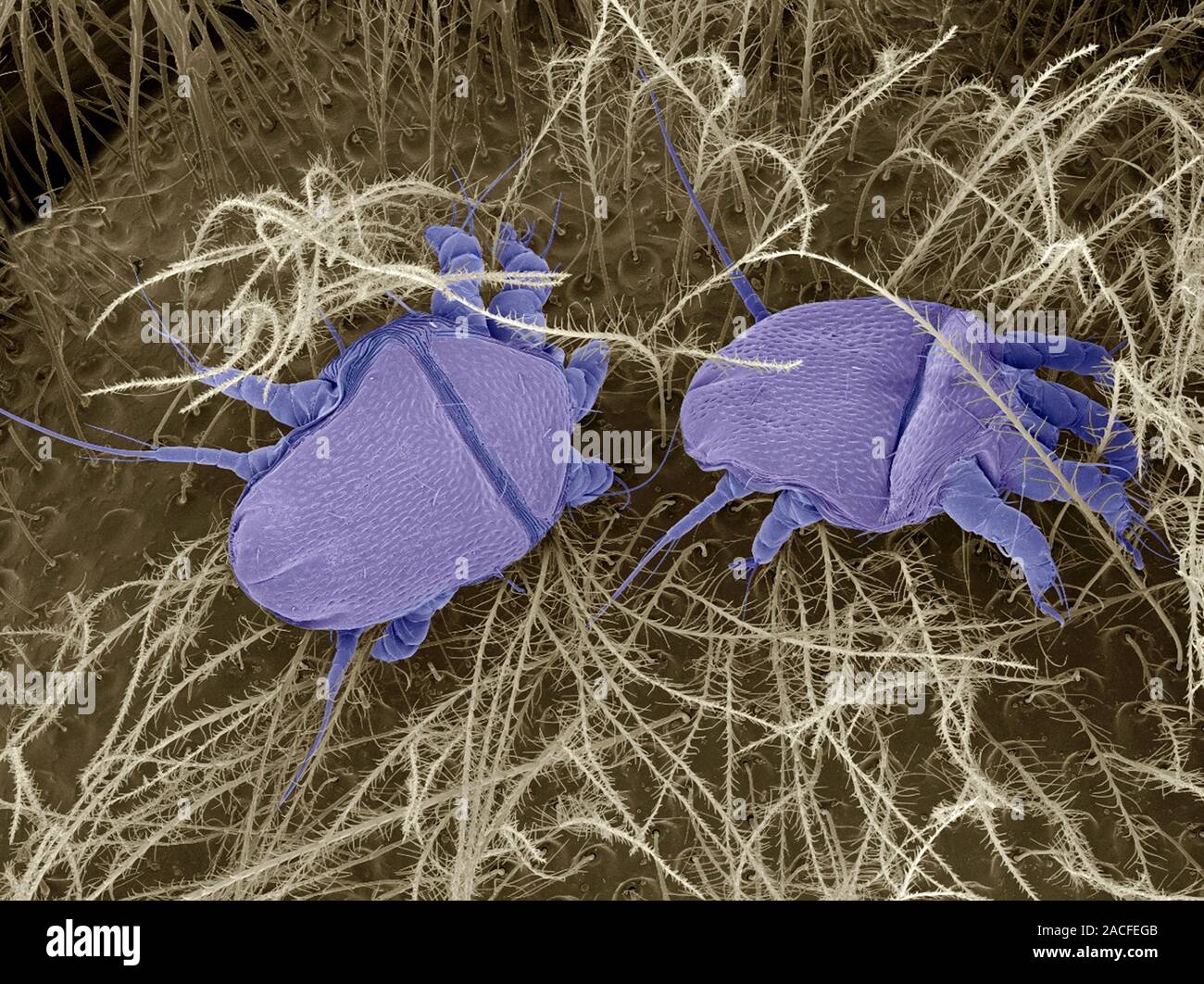 Bee mites. Coloured scanning electron micrograph (SEM) of bee mites ...