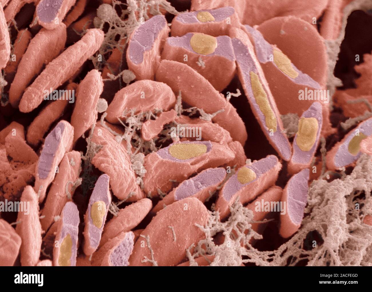 Bird red blood cells. Coloured scanning electron micrograph (SEM) of ...
