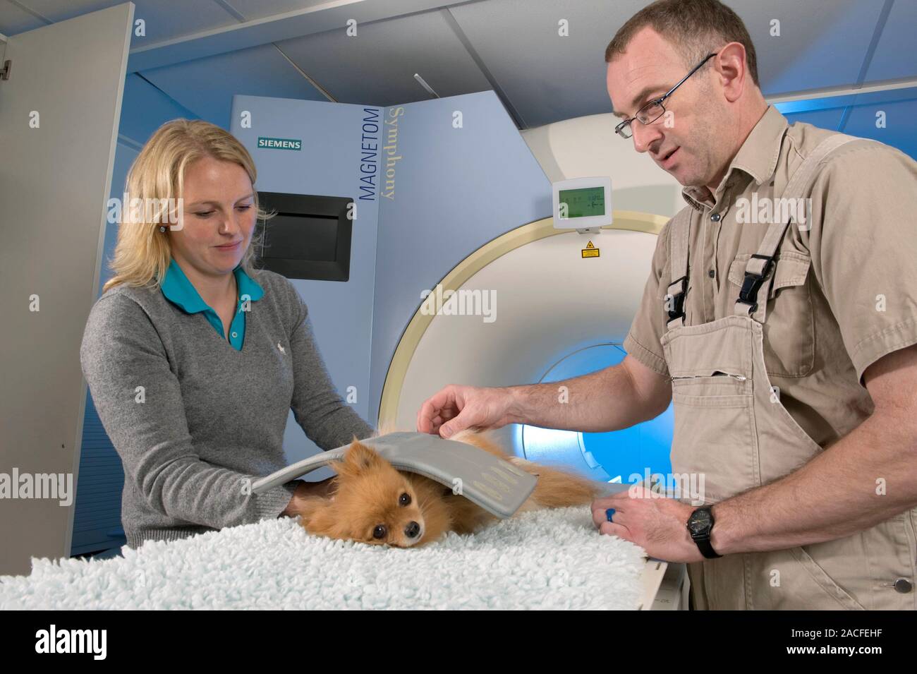 Dog on an MRI scanner. Veterinarian and assistant placing a dog onto an ...