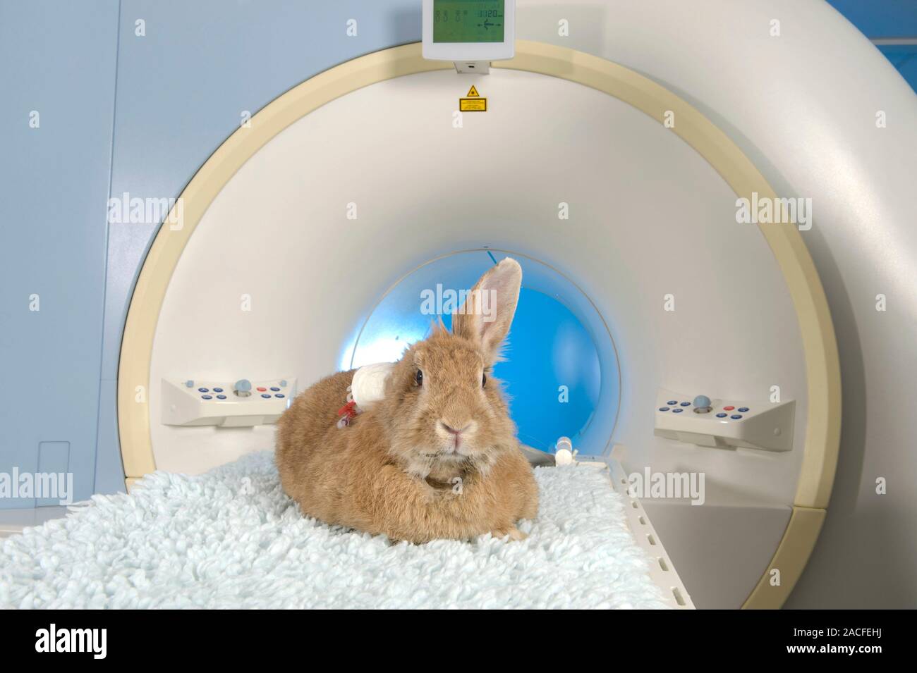 Rabbit on an MRI (magnetic resonance imaging) scanner. The rabbit has ...