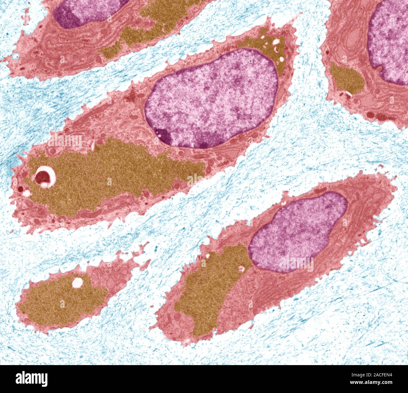 Cartilage cells. Coloured transmission electron micrograph (TEM) of a ...