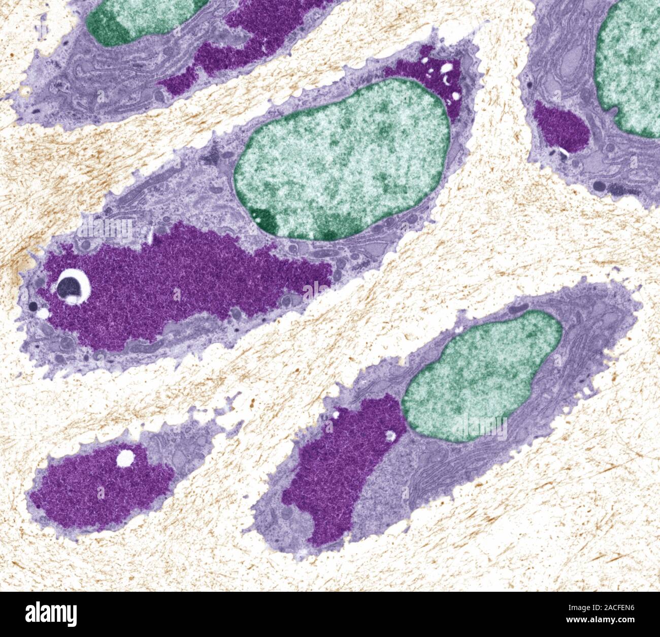 Cartilage cells. Coloured transmission electron micrograph (TEM) of a ...