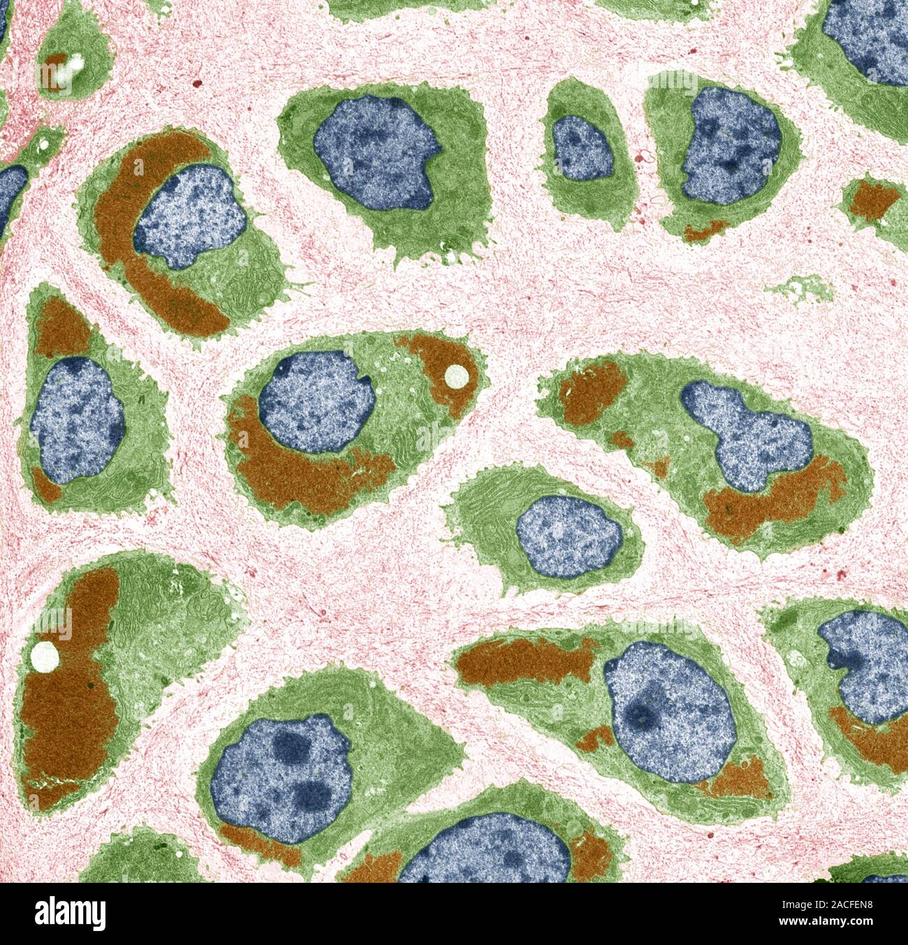 Cartilage cells. Coloured transmission electron micrograph (TEM) of a ...