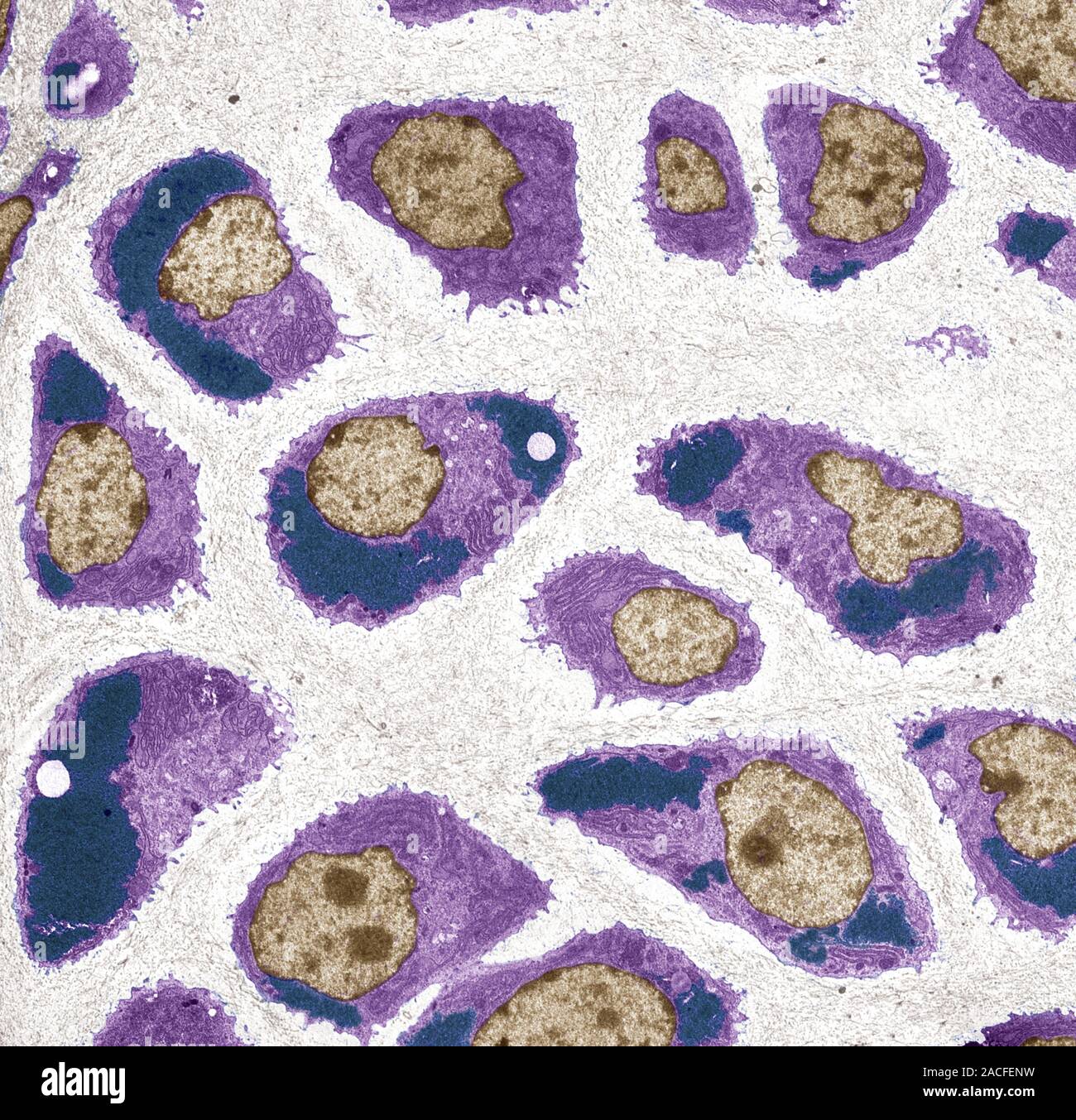 Cartilage cells. Coloured transmission electron micrograph (TEM) of a ...