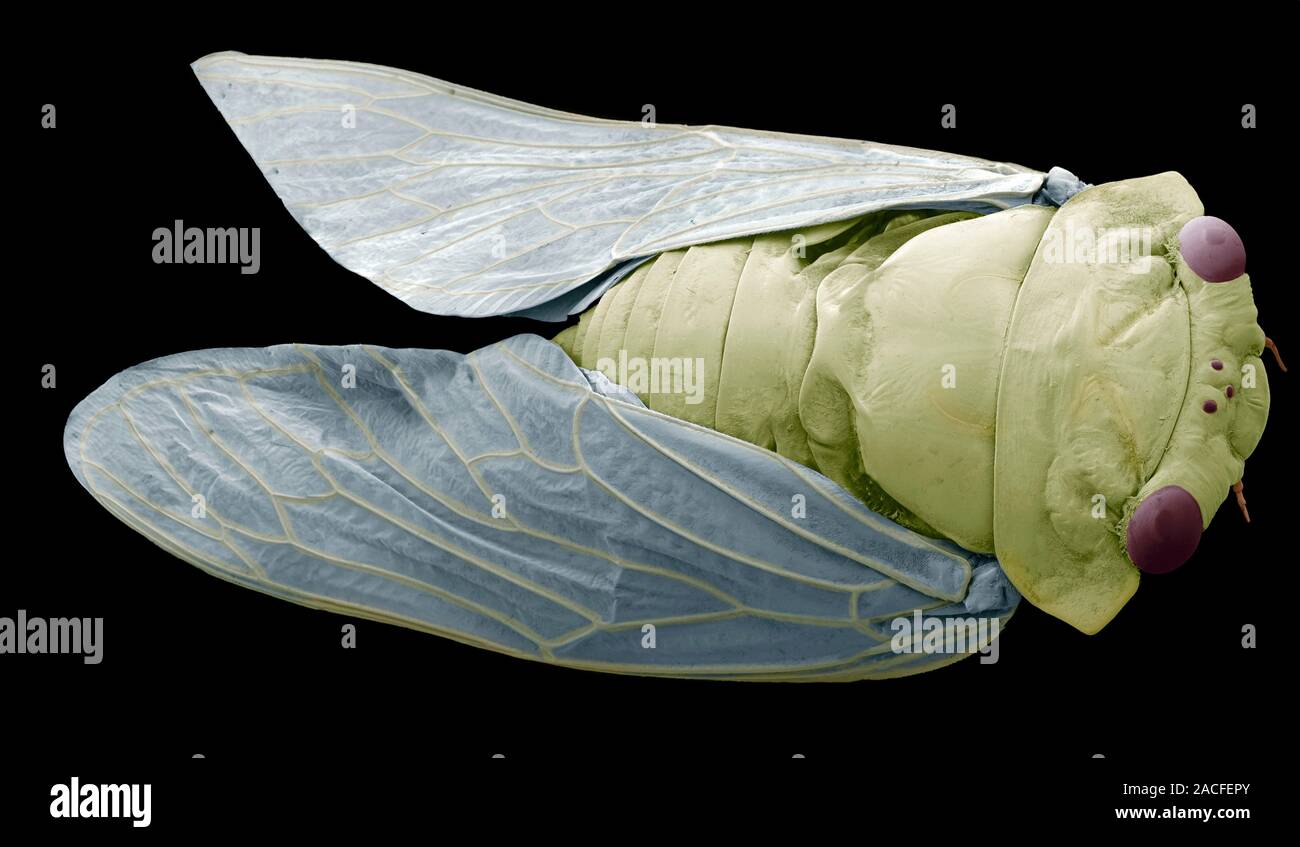 Cicada. Coloured scanning electron micrograph (SEM) of the back of a ...