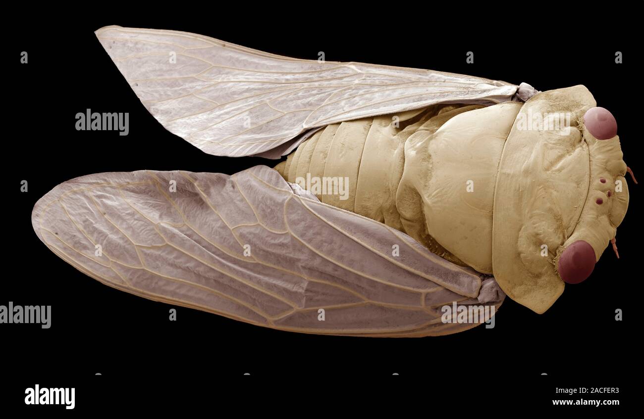 Cicada. Coloured scanning electron micrograph (SEM) of the back of a ...