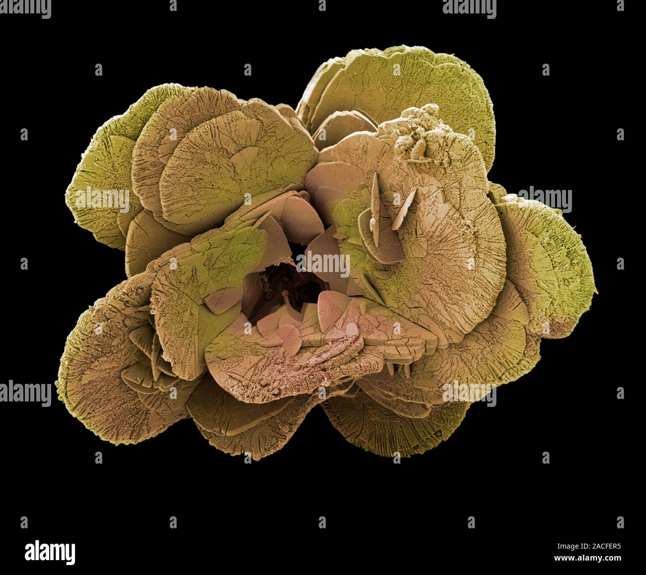 Coccoliths, coloured scanning electron micrograph (SEM). Coccoliths are ...