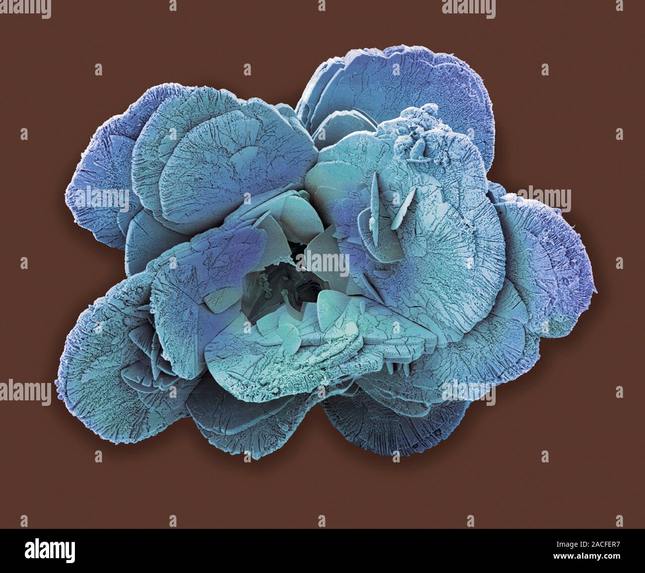 Coccoliths, coloured scanning electron micrograph (SEM). Coccoliths are ...