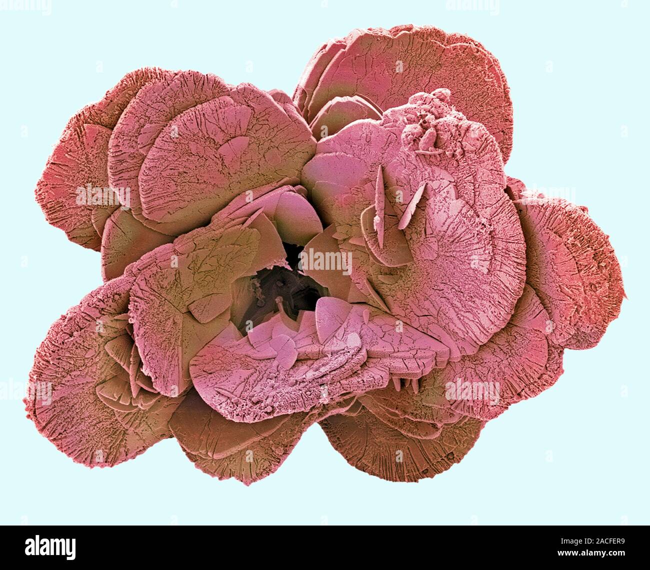 Coccoliths, coloured scanning electron micrograph (SEM). Coccoliths are ...