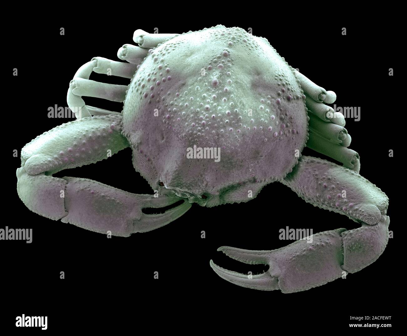 Small asian crab, coloured scanning electron micrograph (SEM). View ...
