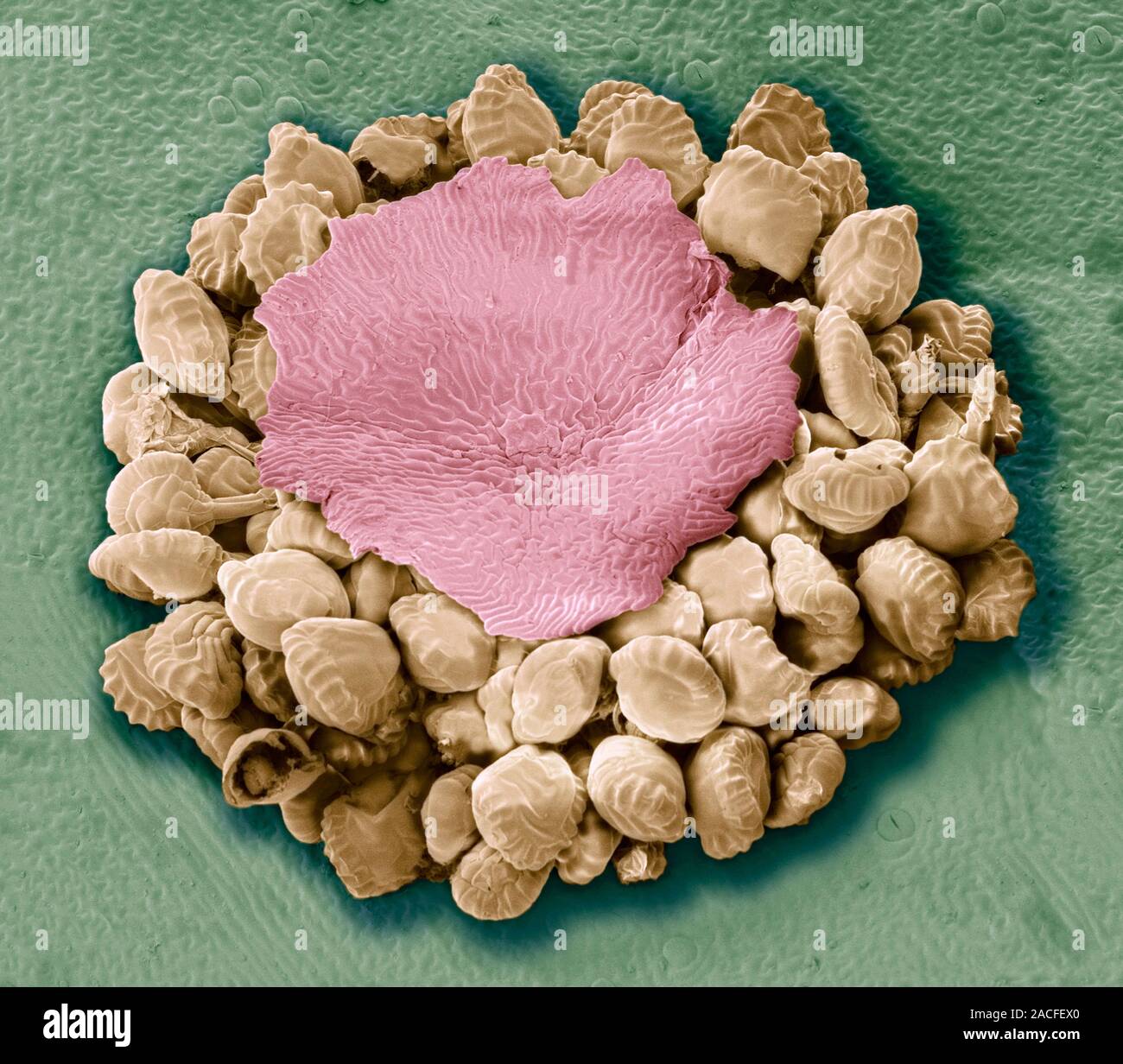 Fern spore cases. Coloured scanning electron micrograph (SEM) of a ...