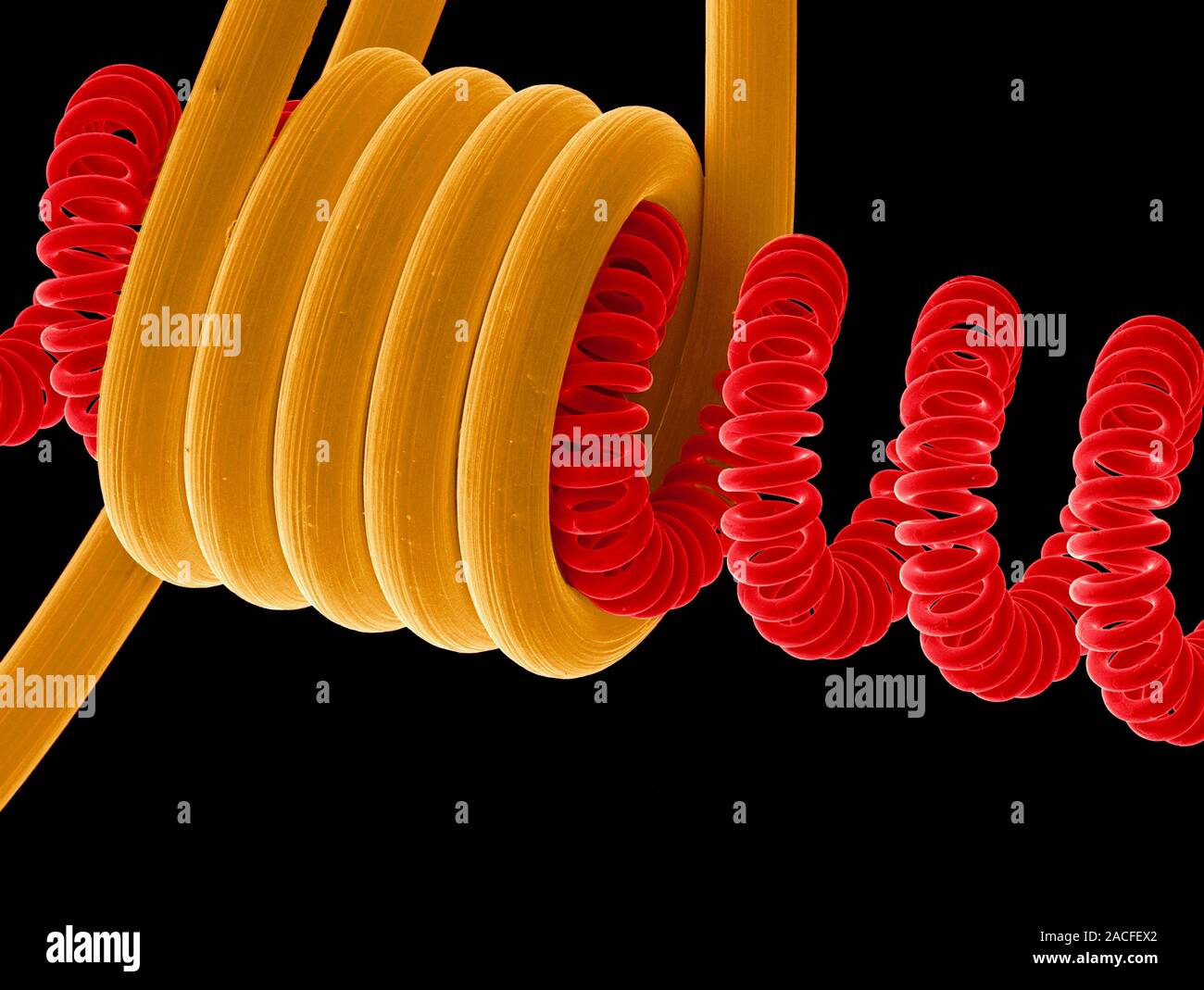 Light bulb filament. Coloured scanning electron micrograph (SEM) of a ...