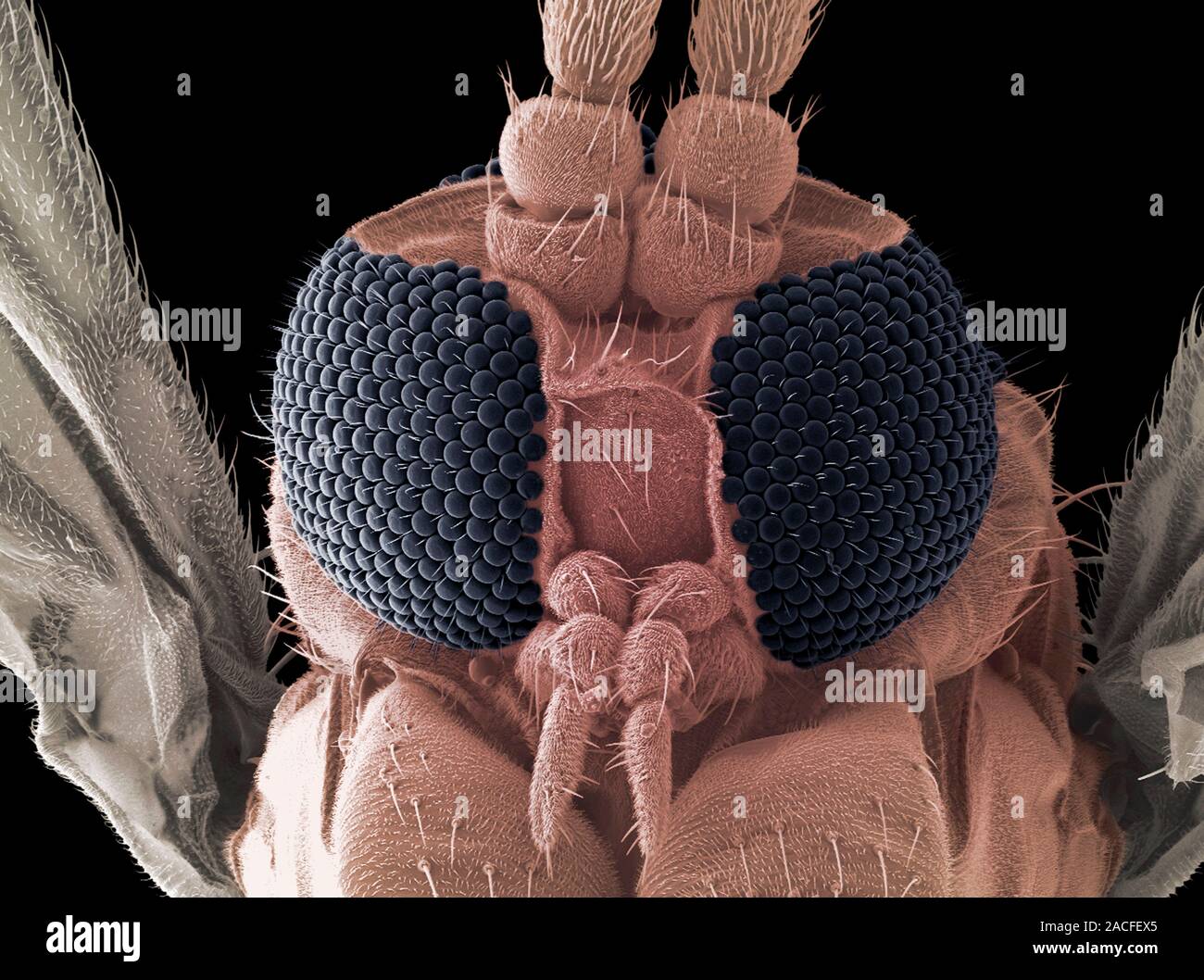 Fungus gnat. Coloured scanning electron micrograph (SEM) of the head of ...
