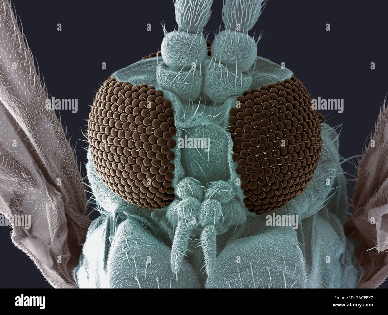 Fungus gnat. Coloured scanning electron micrograph (SEM) of the head of ...