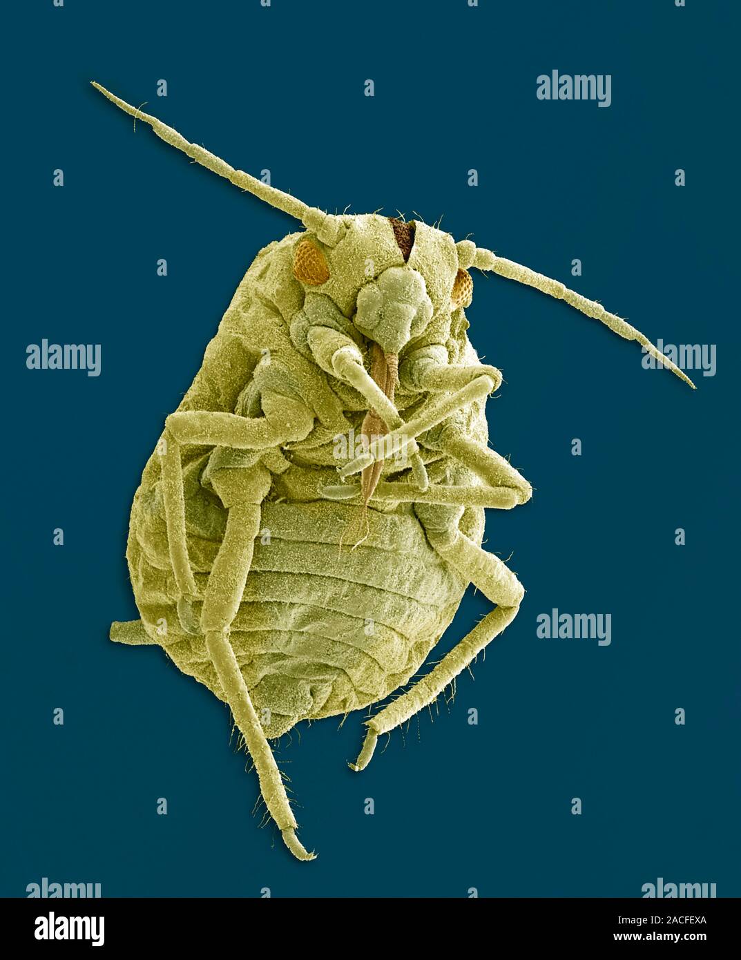 Aphid. Coloured scanning electron micrograph (SEM) of an aphid (order ...